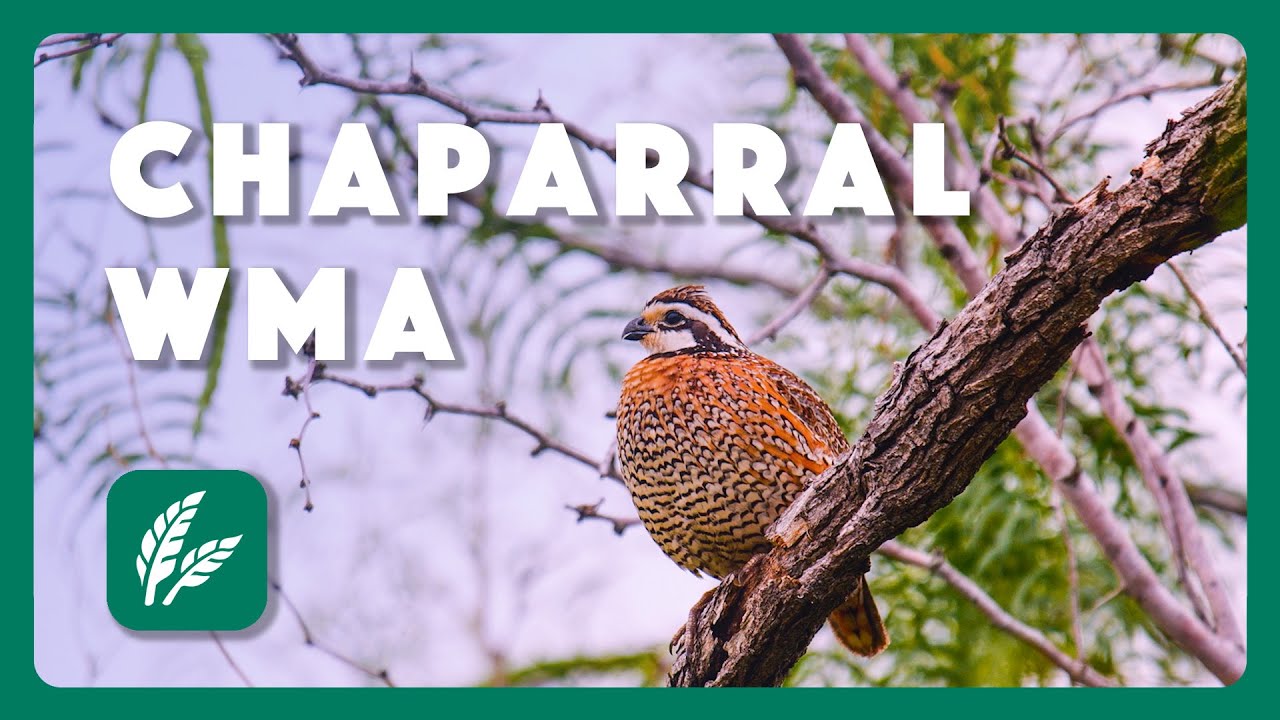Chaparral Wma Postcard From Texas Youtube