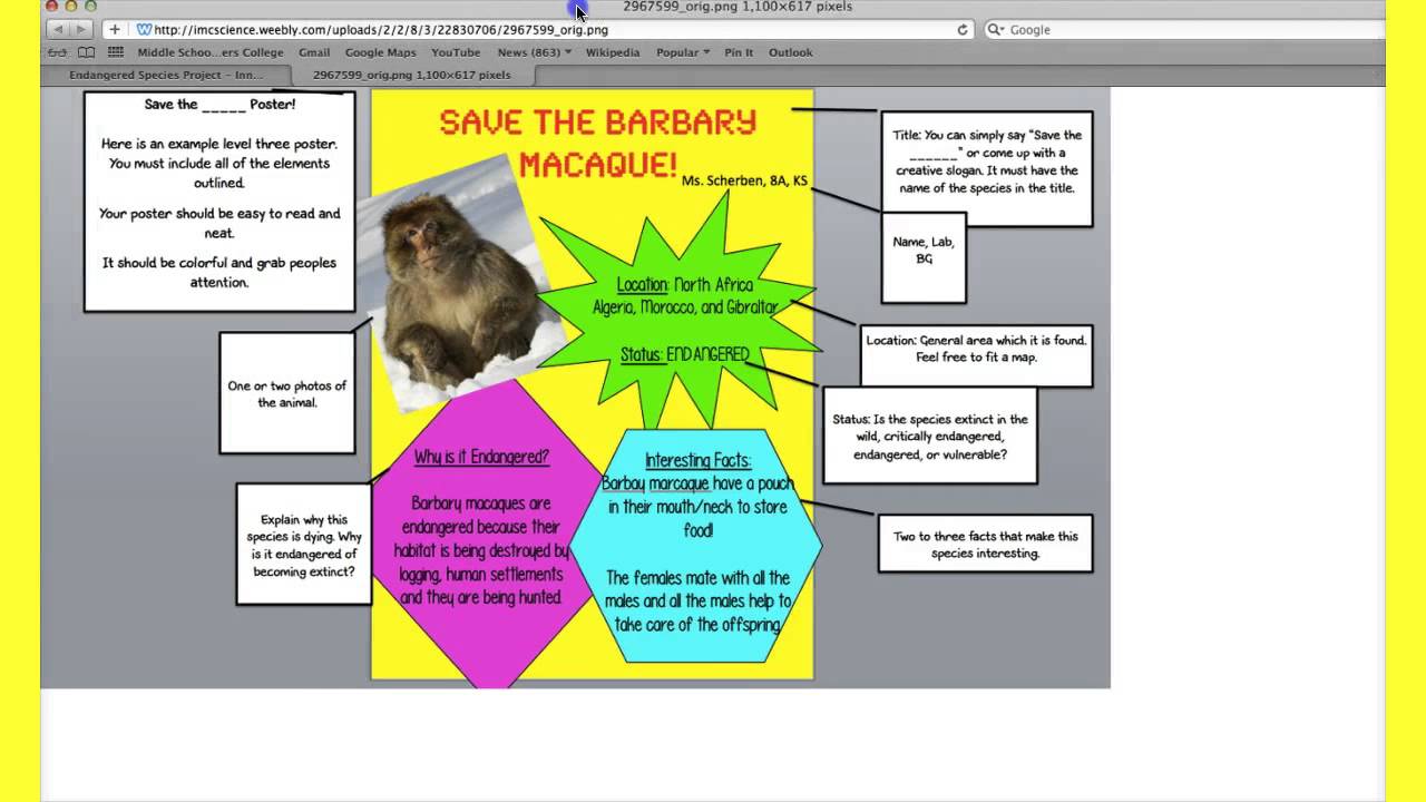 Endangered Animals Poster Project