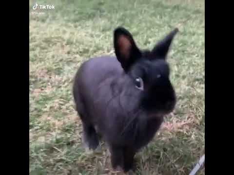 Cute Little Mad Bunny Thumping Youtube