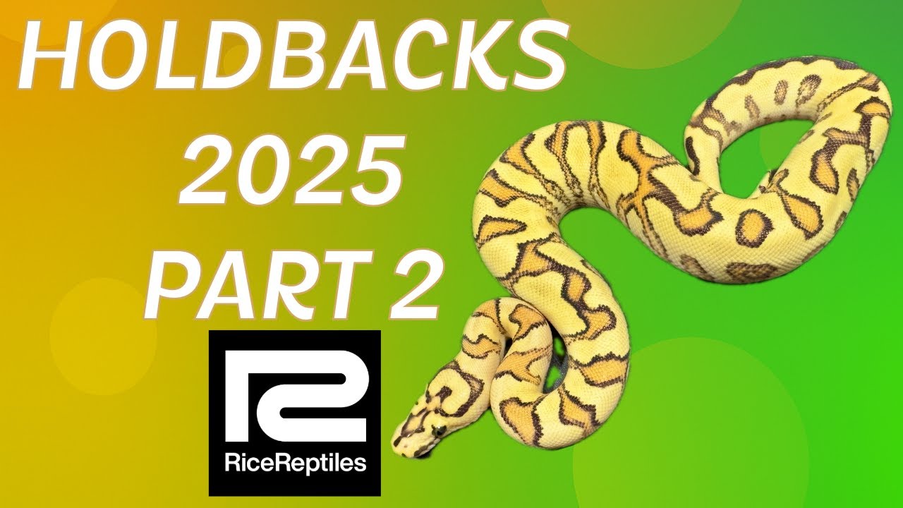 Holdbacks 2025 Part 2 Youtube