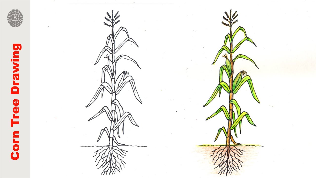 Corn Plant Drawing