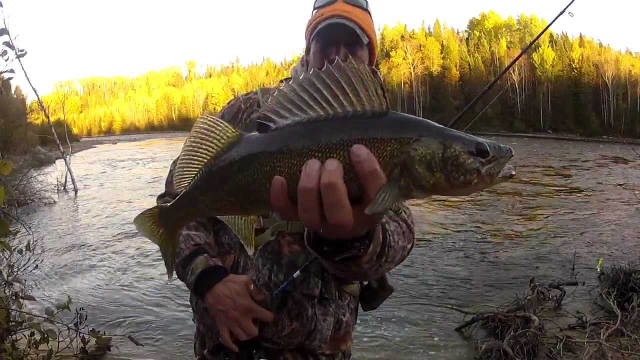 Walleye Pickerel Every Cast Youtube