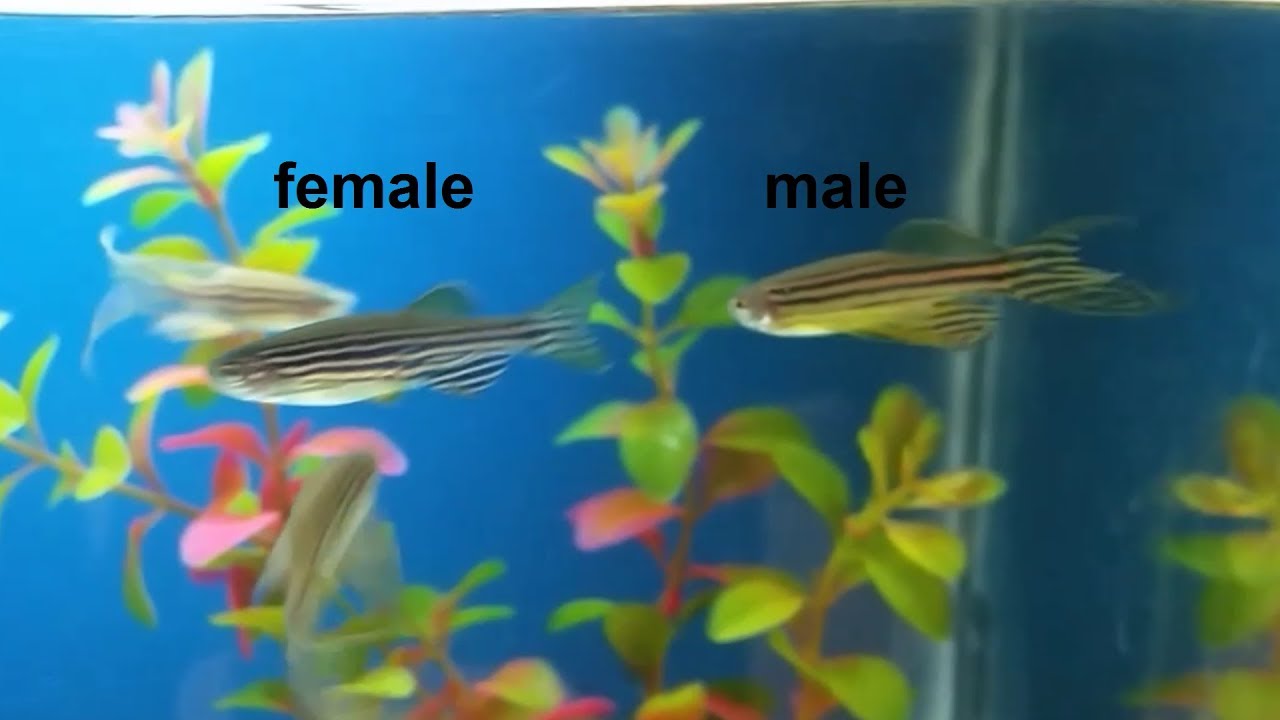 How To Breed Zebra Danios Guide Easy And Simple Way To Breed Zebra
