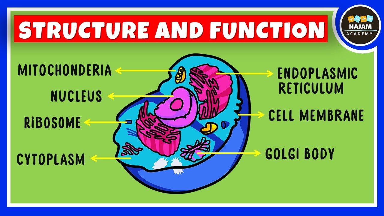 Cell Organelles And Functions Organelle Definition And Examples