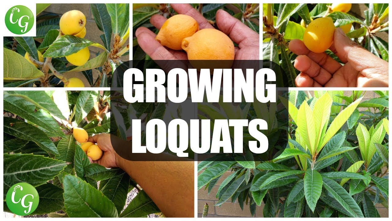 Fruit Trees Loquat Cultivation Grow The Best Loquats In Your Garden