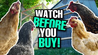 10 Things To Know Before You Buy Backyard Chickens Poultry Care For