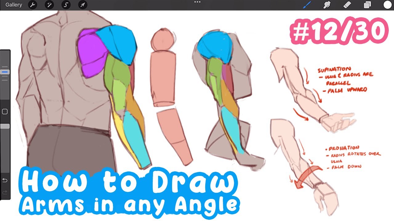 Arm Anatomy Drawing Tips I Am A Beginner In Drawing Tips On How I Can