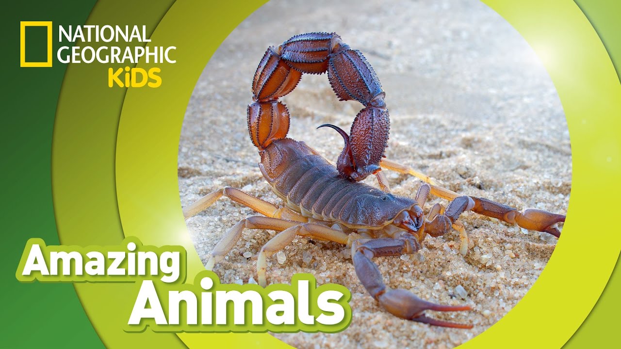 Scorpion Amazing Animals Youtube