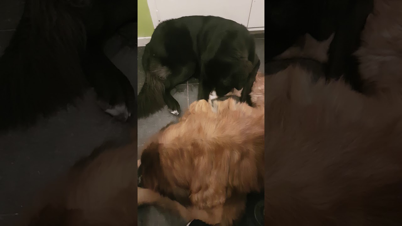 Dog Sucking Another Dog Youtube