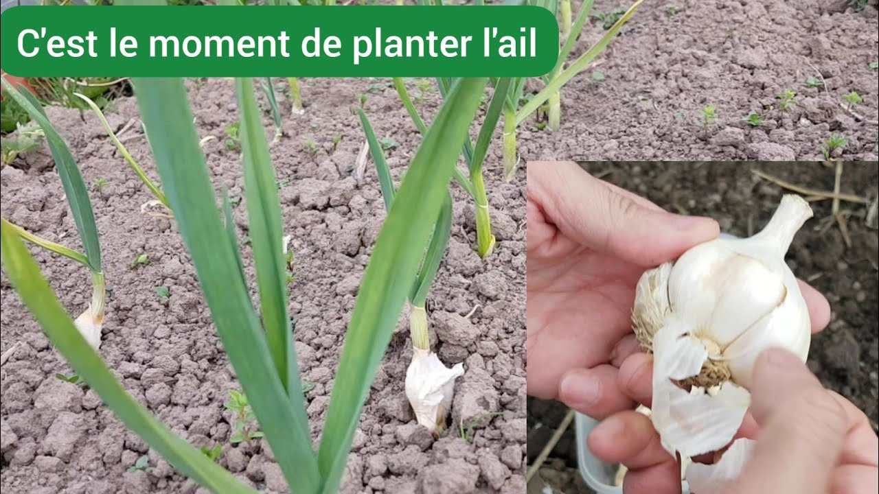 Comment Planter L Ail Facilement Youtube
