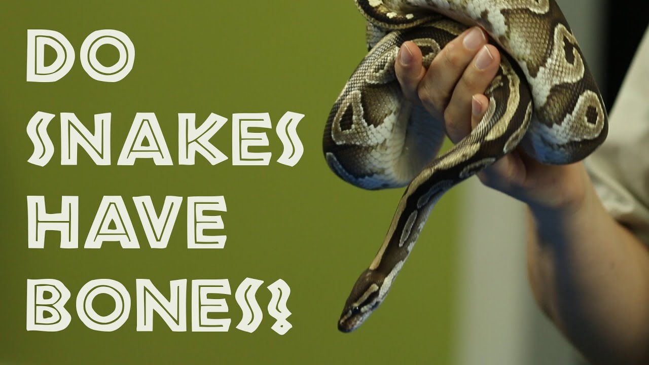 Episode 2 Do Snakes Have Bones Youtube