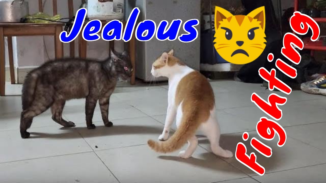 Jealous Cats Meowing Fighting So Funny 4k Quality Video Viral Cat