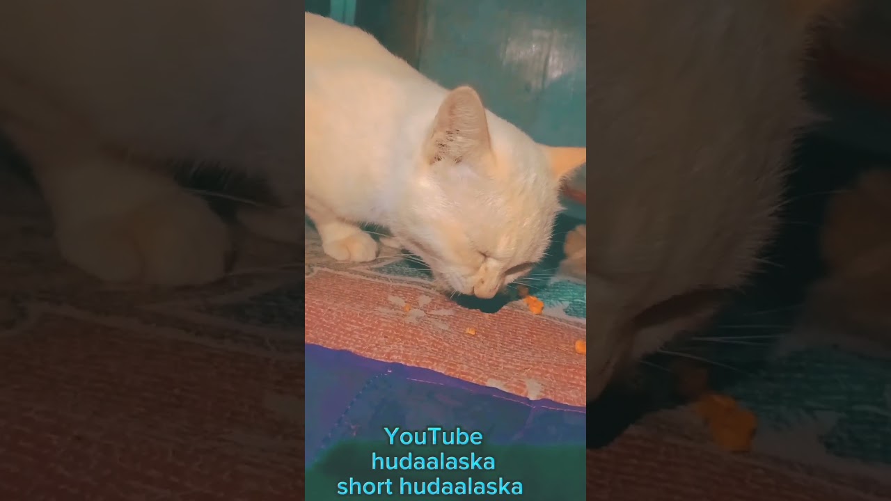 Caring Cat Golden Cat Housepetscare