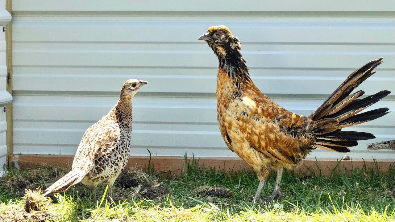 Pheasant X Chicken Hybrid Rooster With Ringneck Hens Youtube