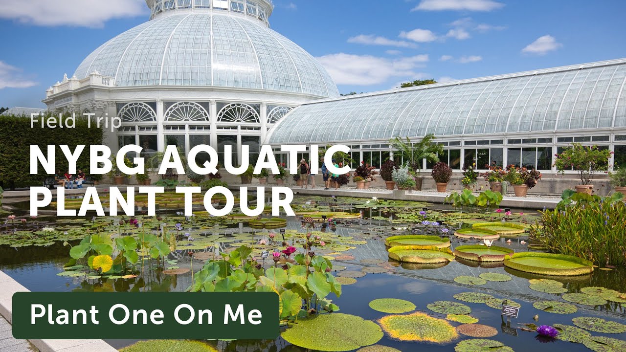 Nybg S Aquatic Plant Tour Ep 392 Youtube