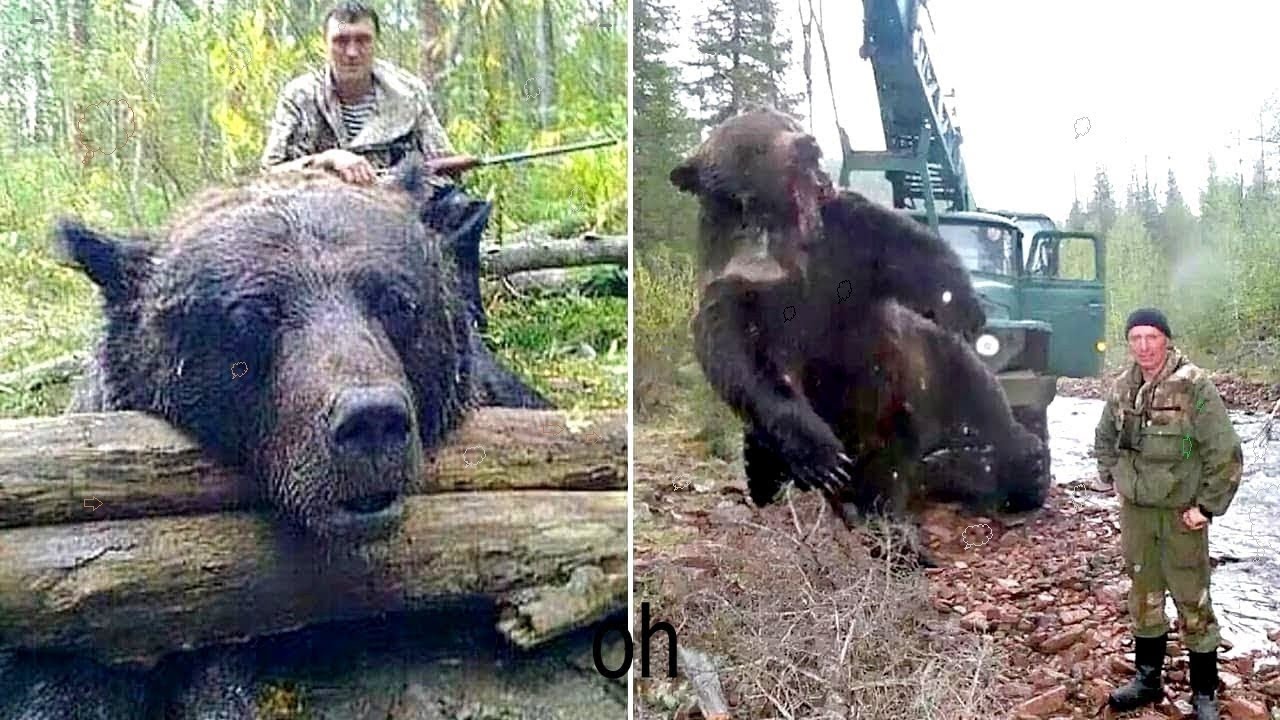 Grizzly Bears Are Taller Than You Think Here S Why