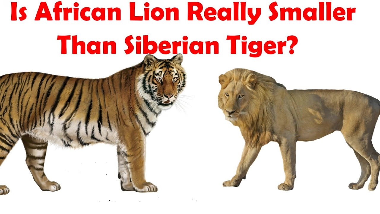 Siberian Tiger Size Comparison To Lion Big Cats Threats