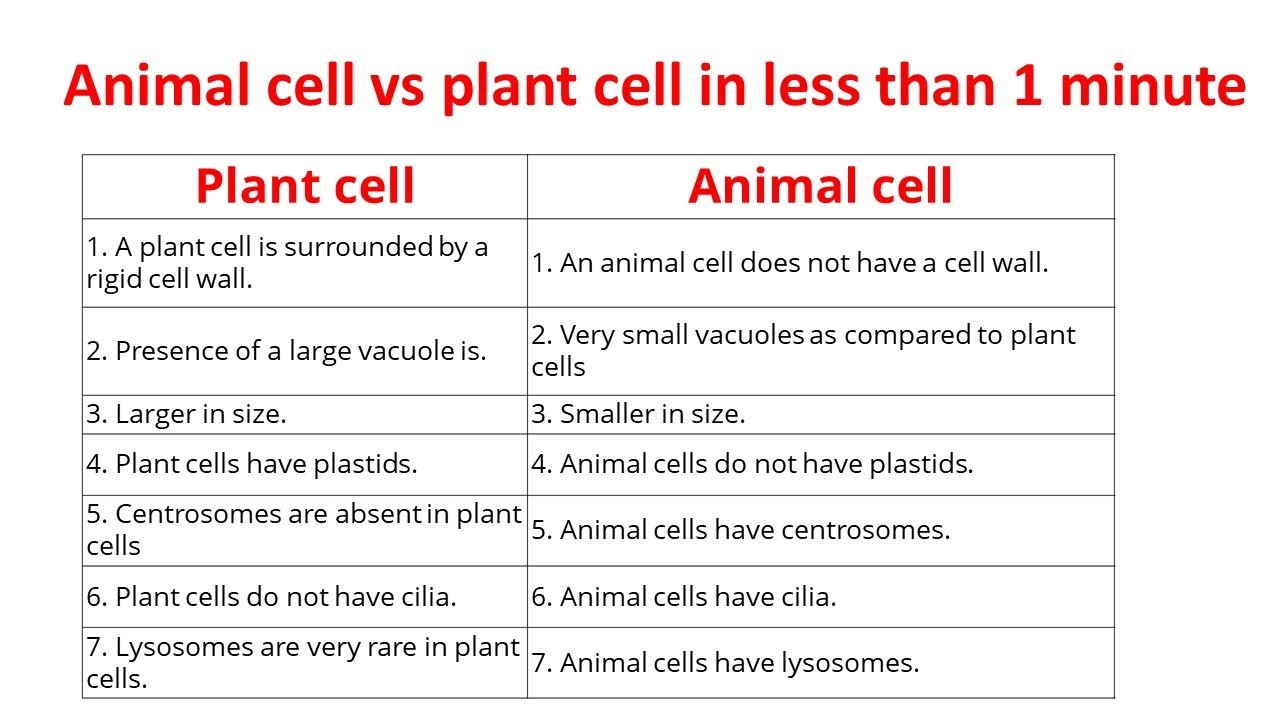 Differences Between Plant And Animal Cells Best Answer Differentiate