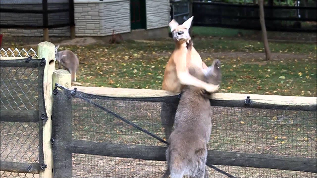 Wallaby Vs Kangaroo At Grant S Farm Youtube