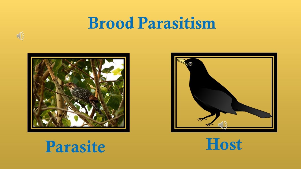 Why Does A Cuckoo Bird Lay Eggs In A Crow S Nest Example Of Brood