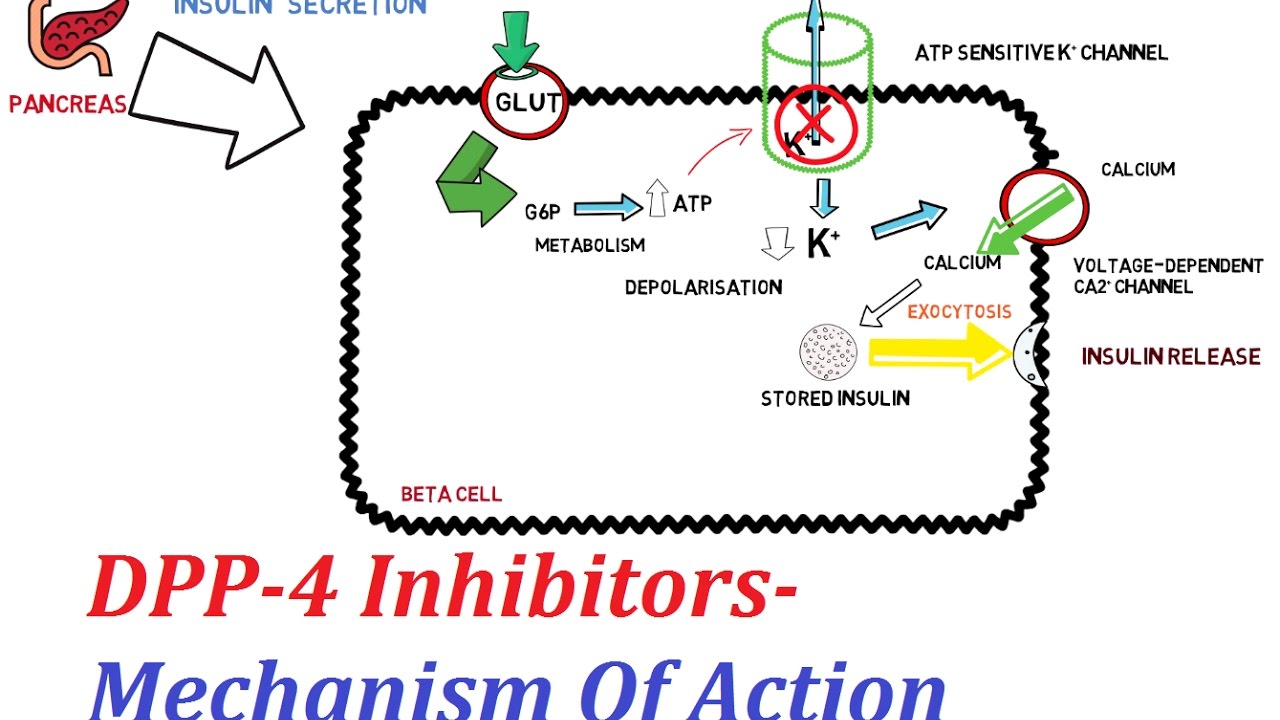 Dpp 4 Inhibitors Mechanism Of Action Youtube