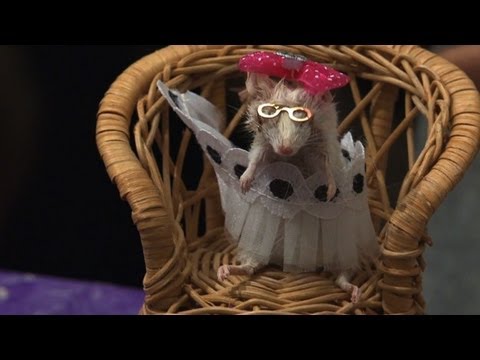 Taxidermy Gives Mice A Second Life Youtube