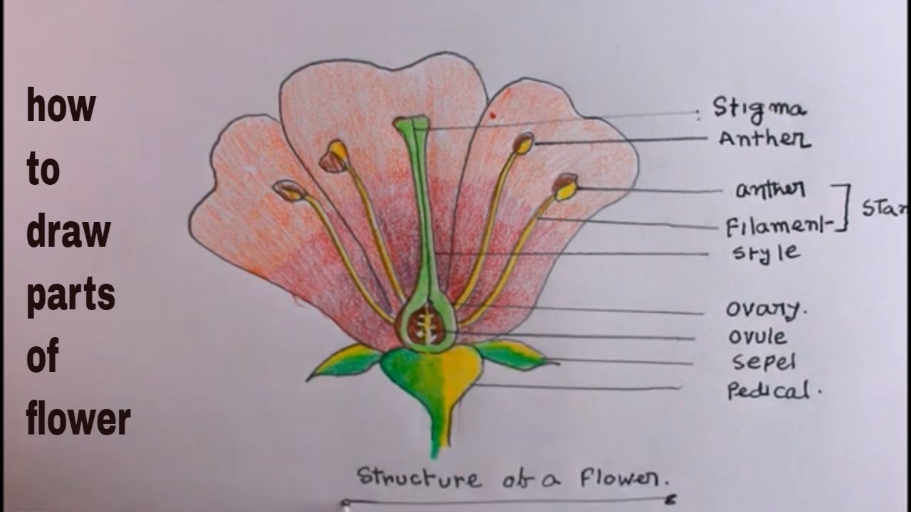 How To Draw Structure Of Flower Draw And Level A Flower Step By Step