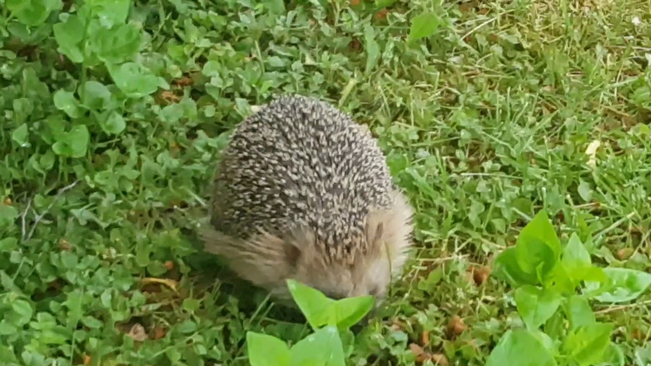 Hedgehog Youtube