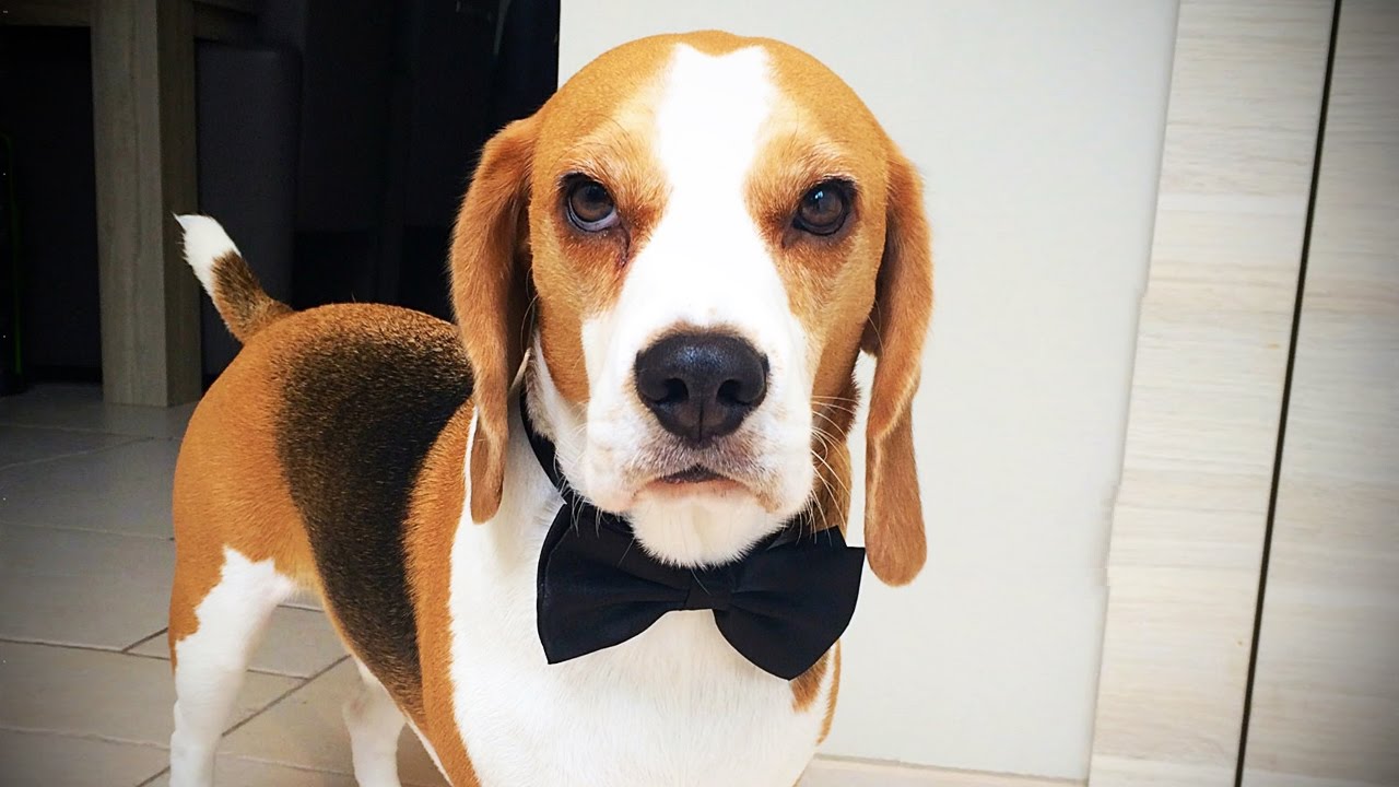 Beagles Are Awesome тше 17 Funny Beagles Funny Pets Youtube