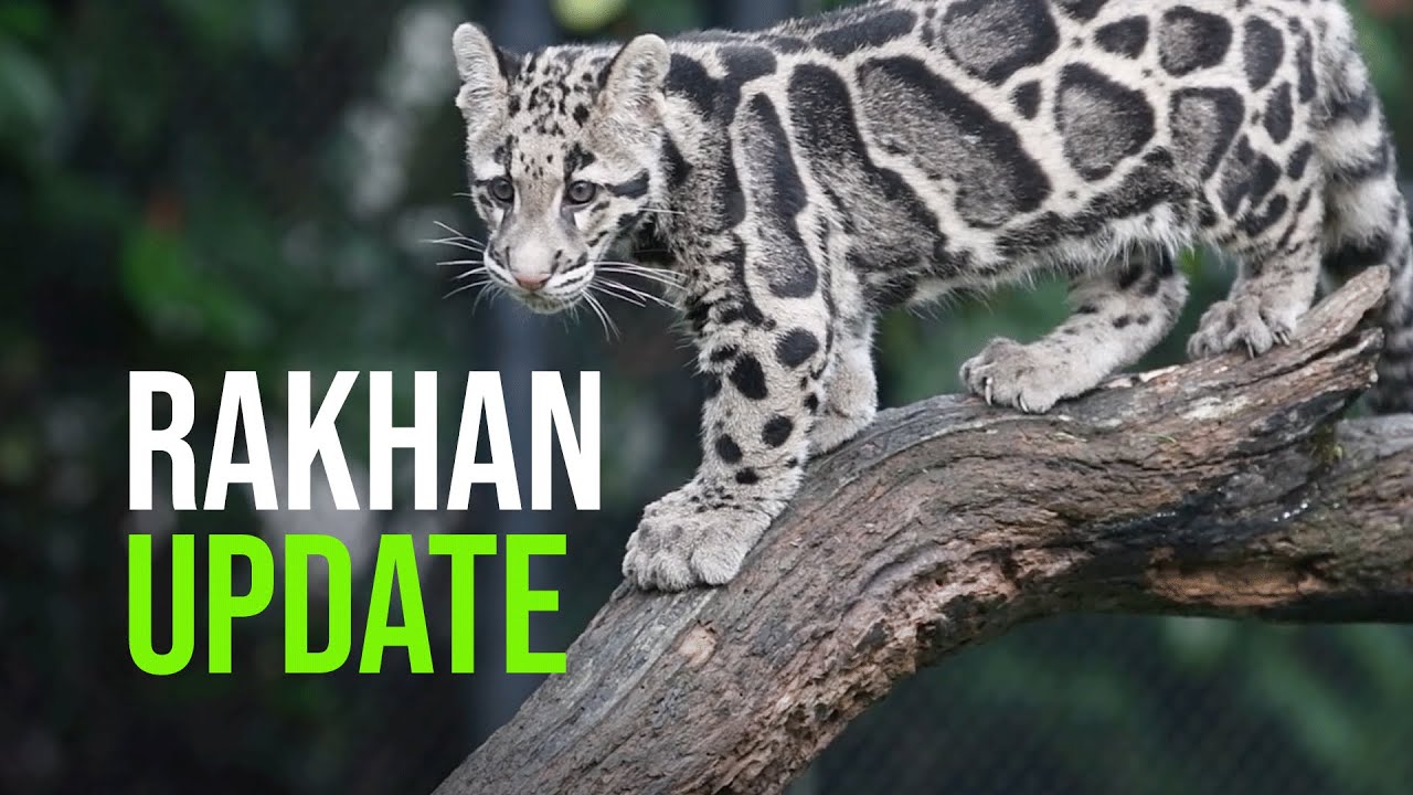 Clouded Leopard Cub Pounce N Play Youtube
