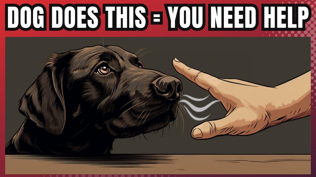 25 Surprising Dog Facts That You Probably Didn T Know Youtube