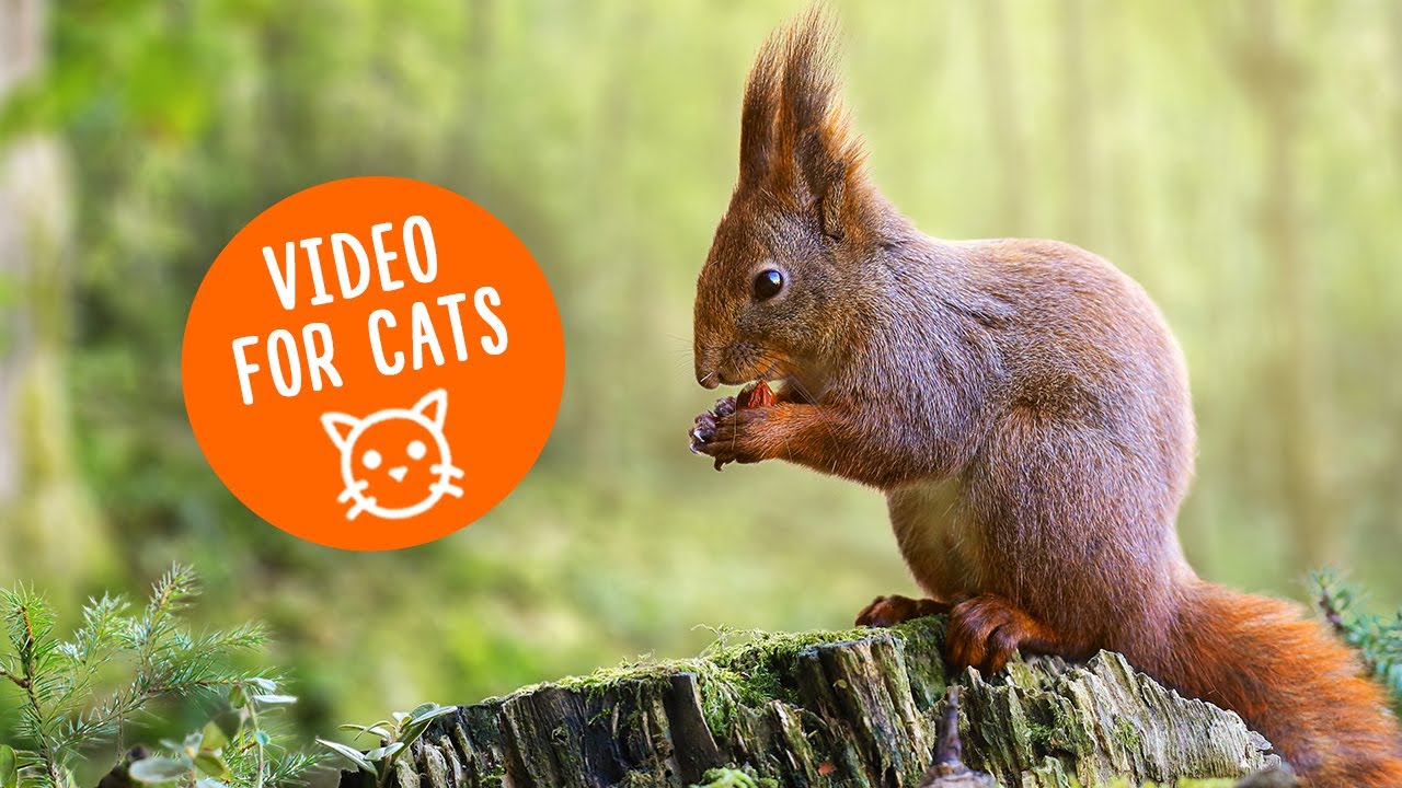 рџђїпёџ Squirrels For Cats To Watch Entertainment For Cats Cat Tv Youtube