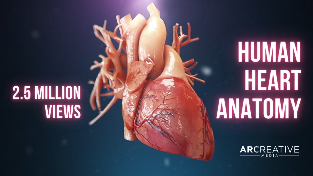 Human Heart Anatomy 3d Medical Animation Youtube