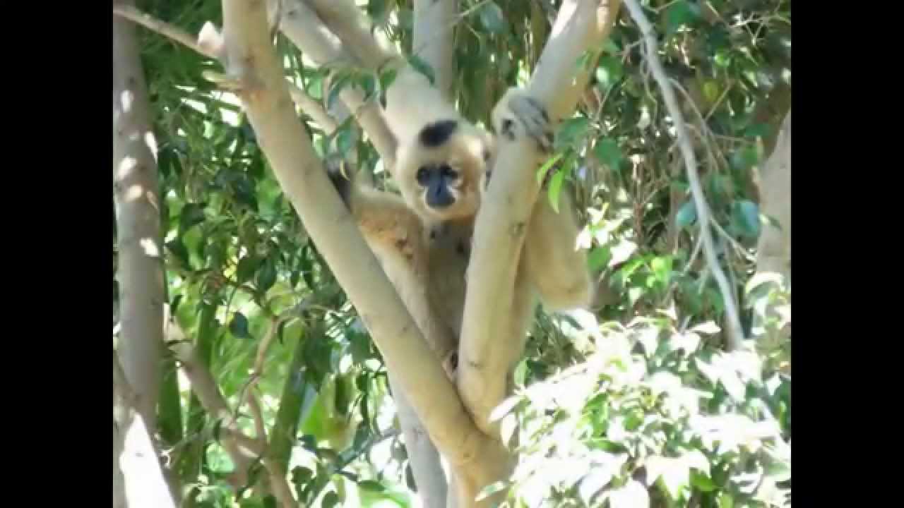 Zoooooooooooooooooo Youtube