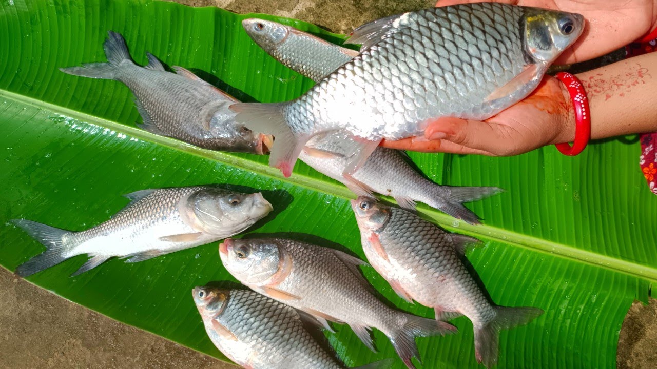 Japani Puti Fish Curry Shor Puti Macher Jhol Bengali Style Japanese