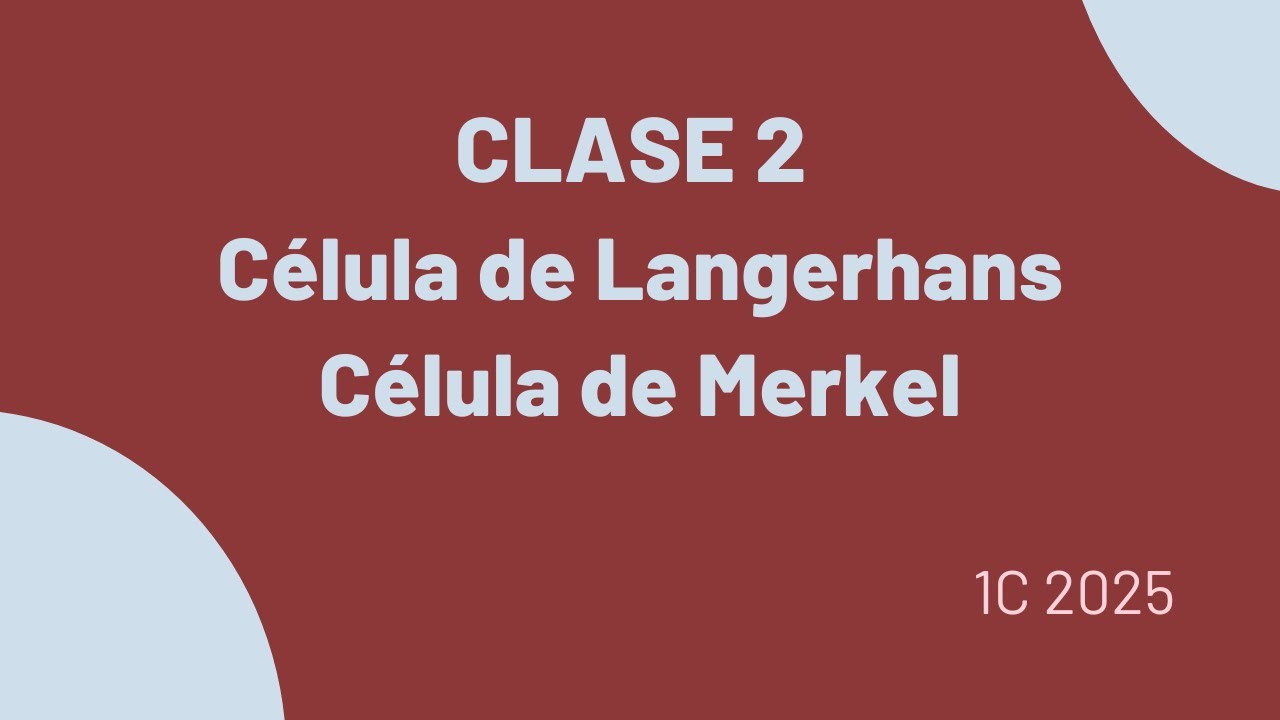 Clase 2 Célula De Langerhans Y Célula De Merkel Youtube