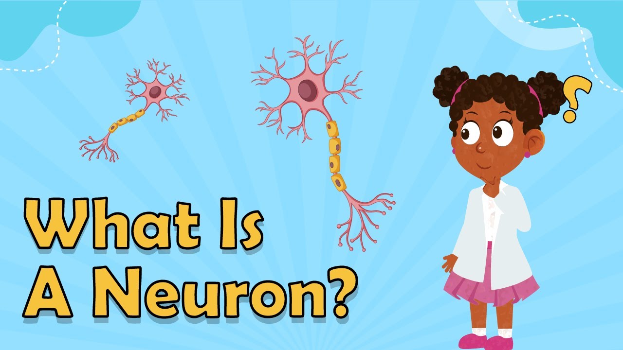 What Is A Neuron Facts About The Brain Biology Facts For Kids