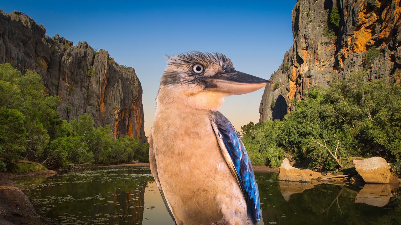 Kookaburra Calling At Sunrise Windjana Gorge Western Australia