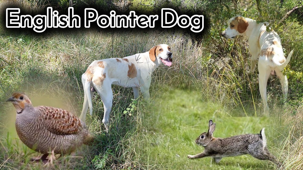 English Pointer Dog Hunting Dog Potha Sher Dadyal Azad