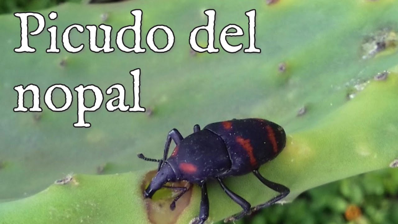 El Picudo Del Nopal Youtube