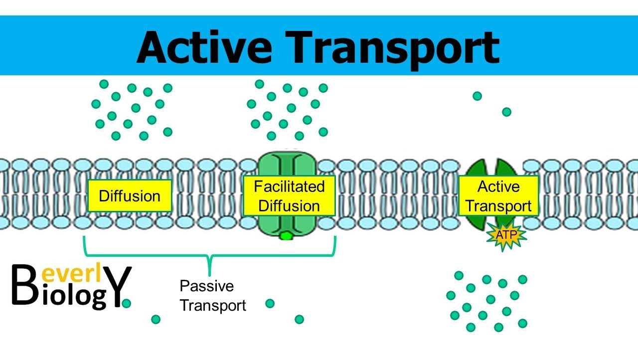 Active Transport Updated Youtube