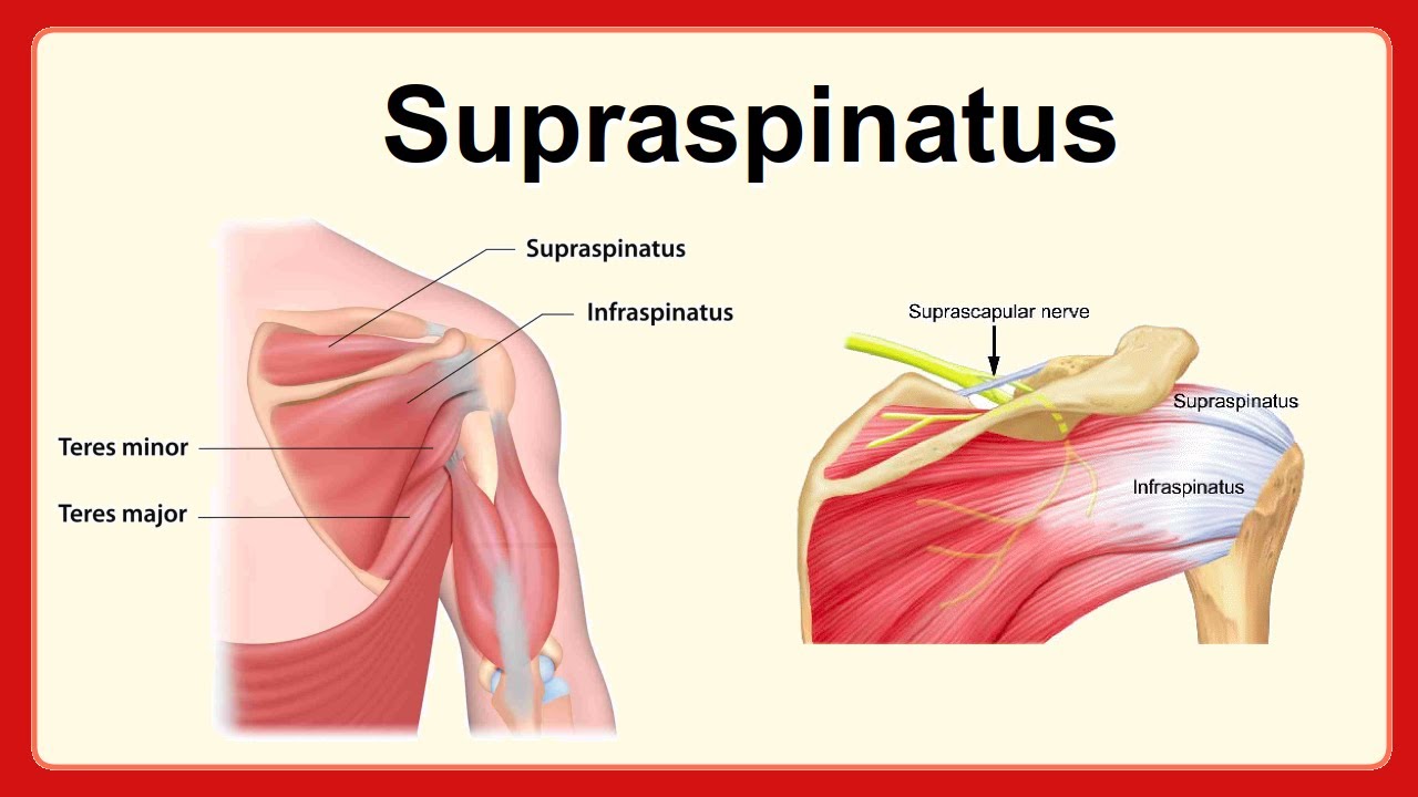 Supraspinatus Tendon Anatomy A Plane Based Approach For The