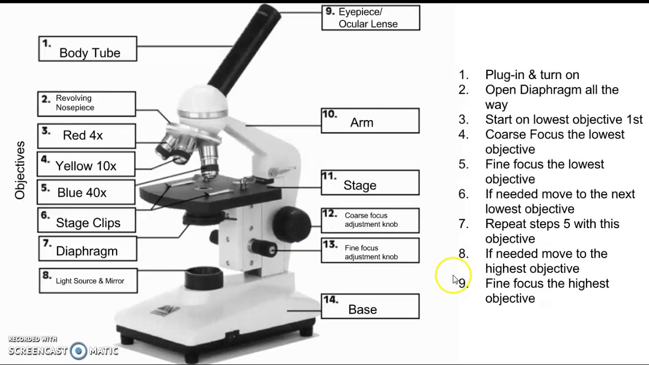Parts Of A Microscope Grade 7 At Hugo Carter Blog