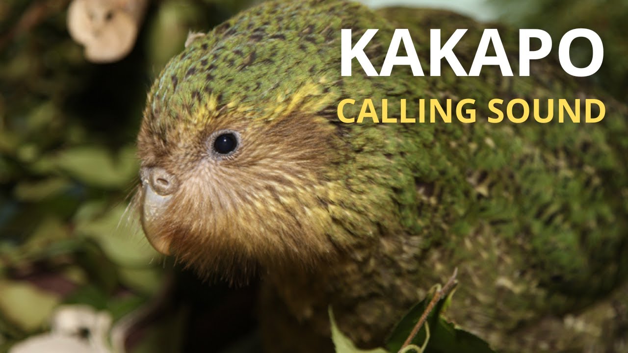 Kakapo Calling Sound Youtube