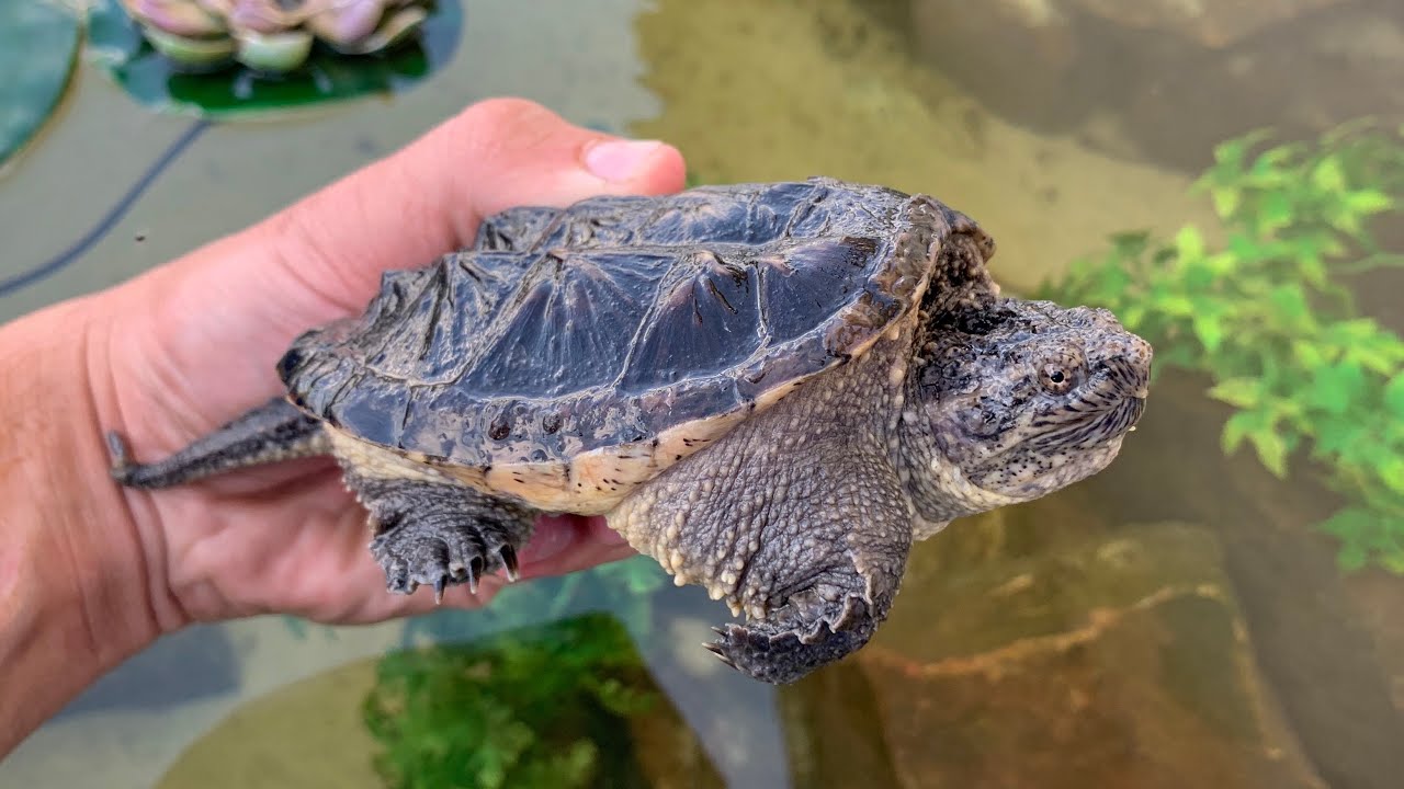 Common Snapping Turtle Pet