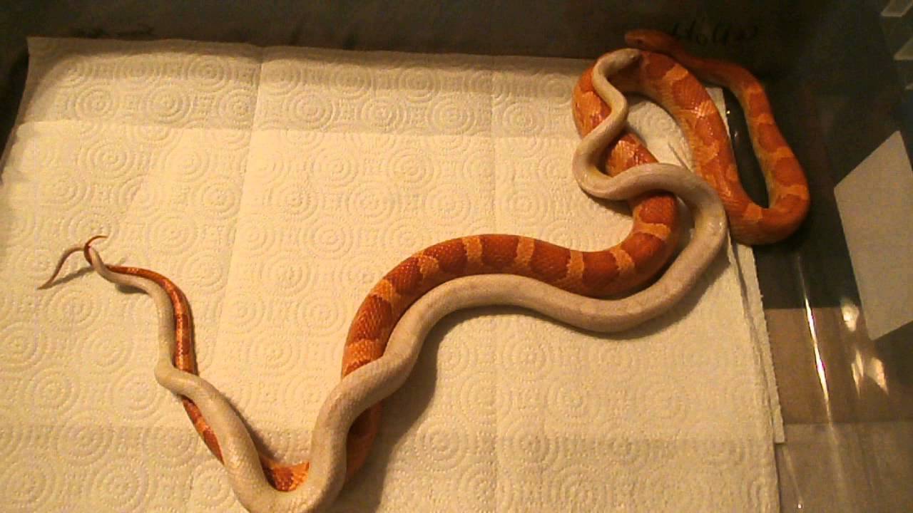 Corn Snake Breeding Behavior Part 1 Youtube