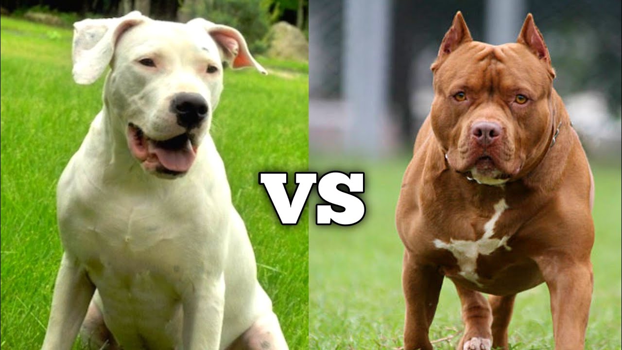 Dogo Argentino Vs Pitbull Which Dog Is Right For You Youtube