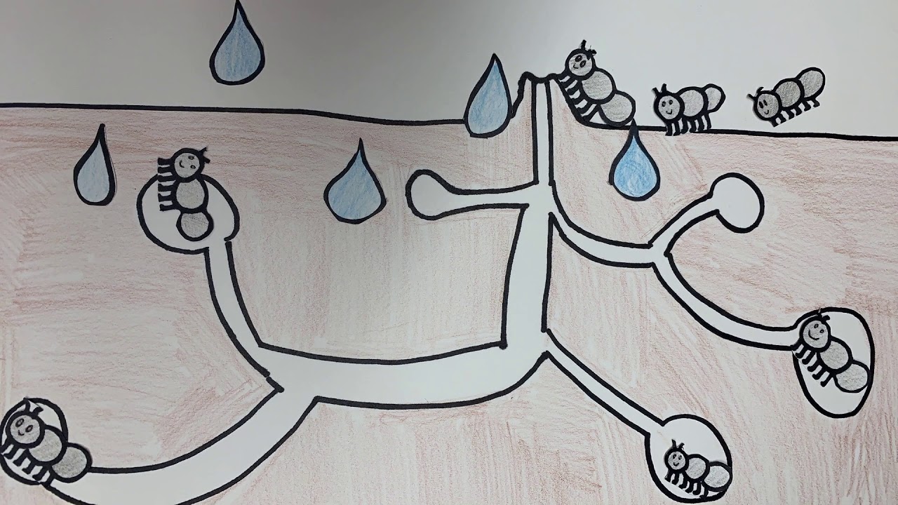 How Do Ants Survive Rain Youtube