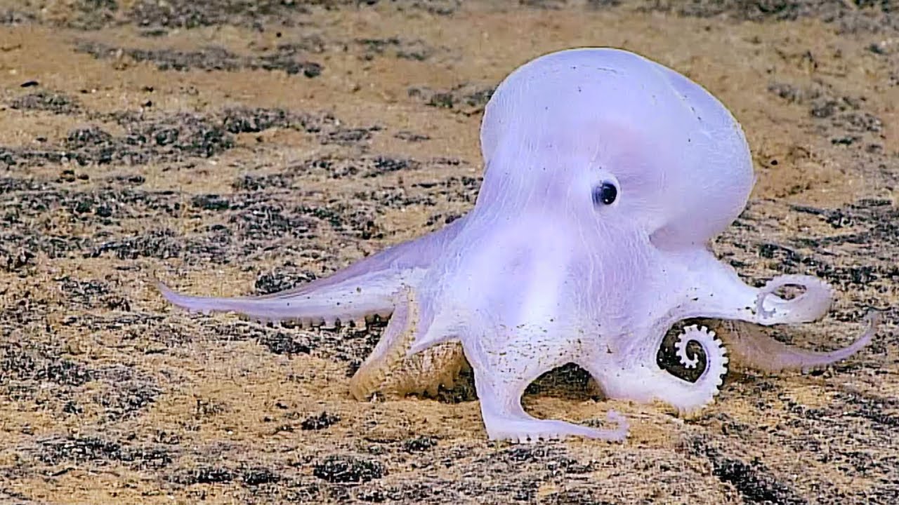 1000 Cute Octopus Collection Of Adorable Sea Creatures