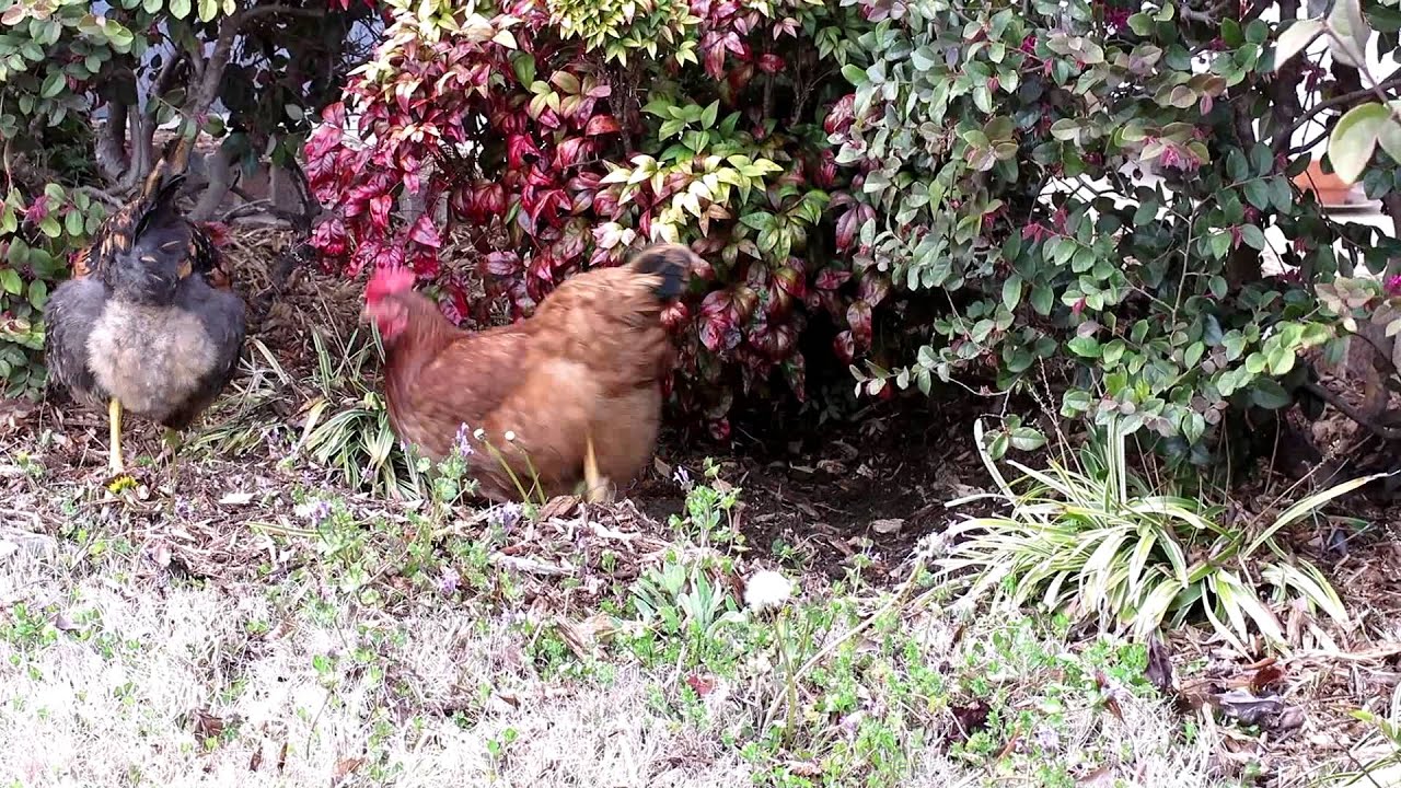 Chickens Scratching Youtube